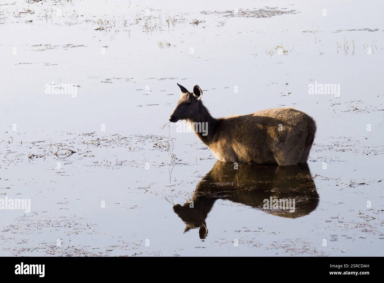Sambar cervus unicolor at rajbagh lake, Ranthambore sanctuary ...