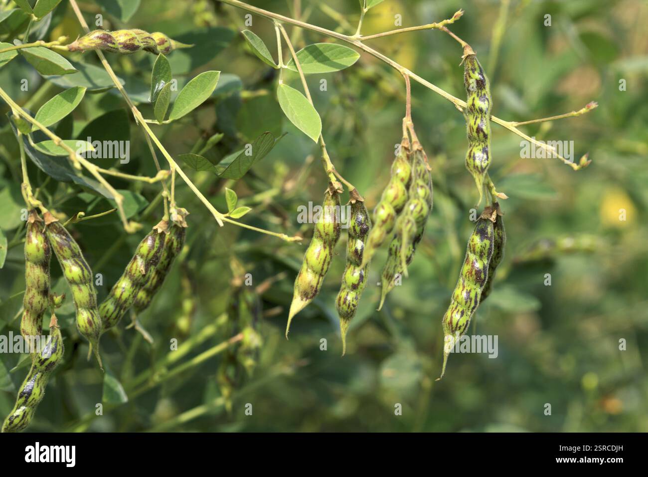 Pulses red gram pigeon pea congo pea cajanus cajan cajanus indicus pea ...