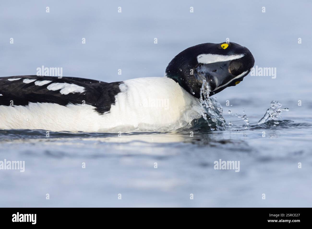 Barrow's Goldeneye (Bucephala islandica), close-up of an adult male ...