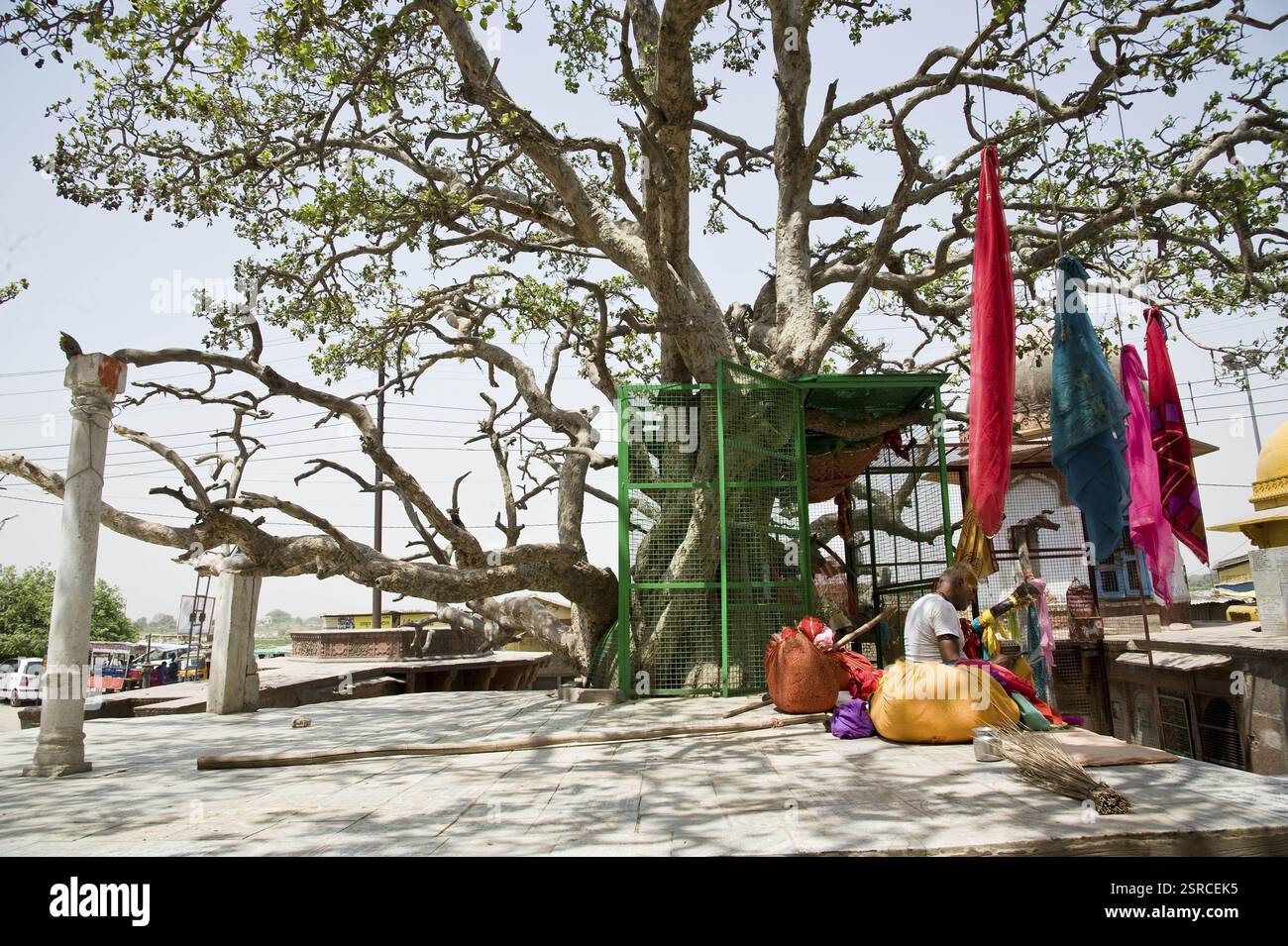 Kadamba tree hi-res stock photography and images - Alamy