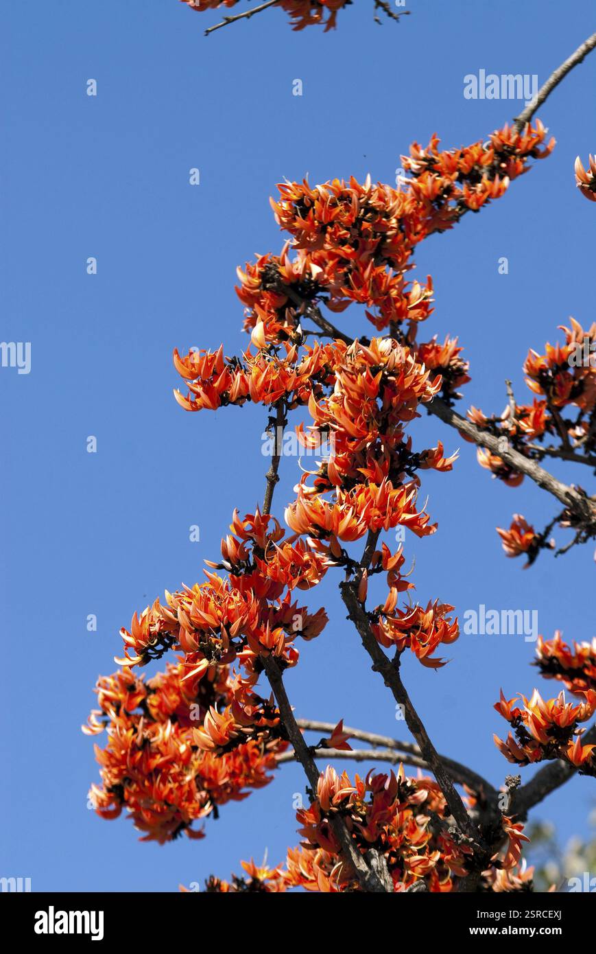 Indian people in flower hi-res stock photography and images - Alamy