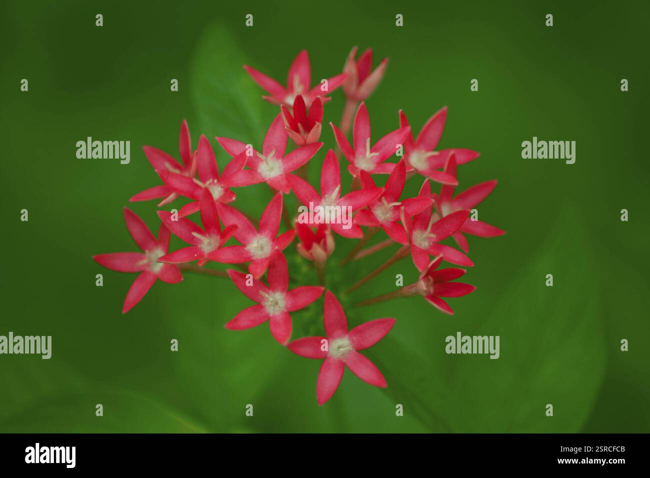 Pink ixora flower, visakhapatnam, andhra pradesh, India, Asia Stock ...