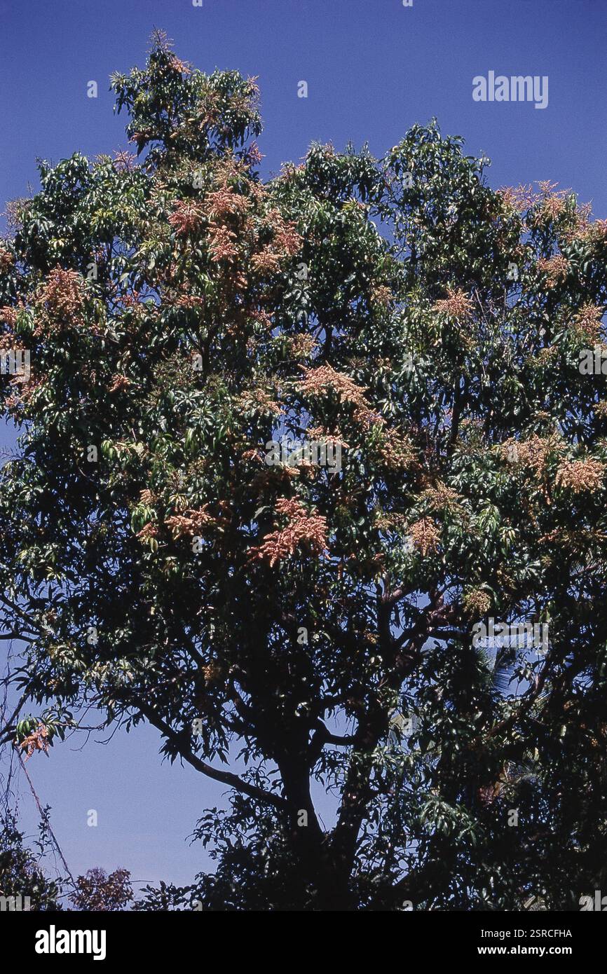 State flower of maharashtra hi-res stock photography and images - Alamy