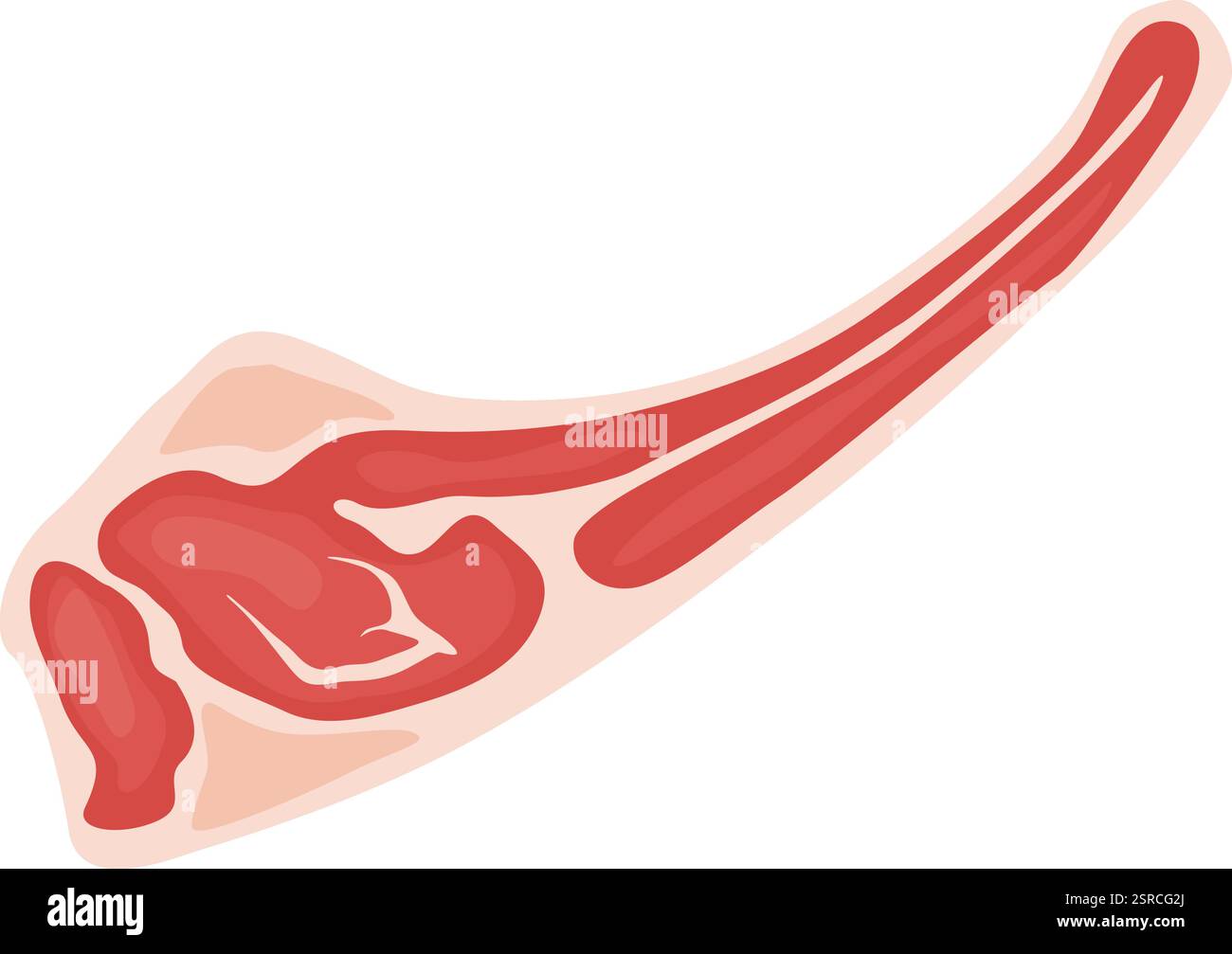 Balanced food background organic Stock Vector Images - Alamy