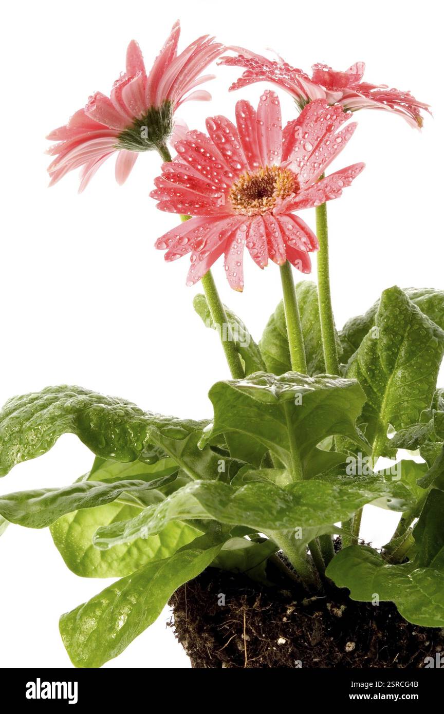 Spring flowers with root system Stock Photo - Alamy