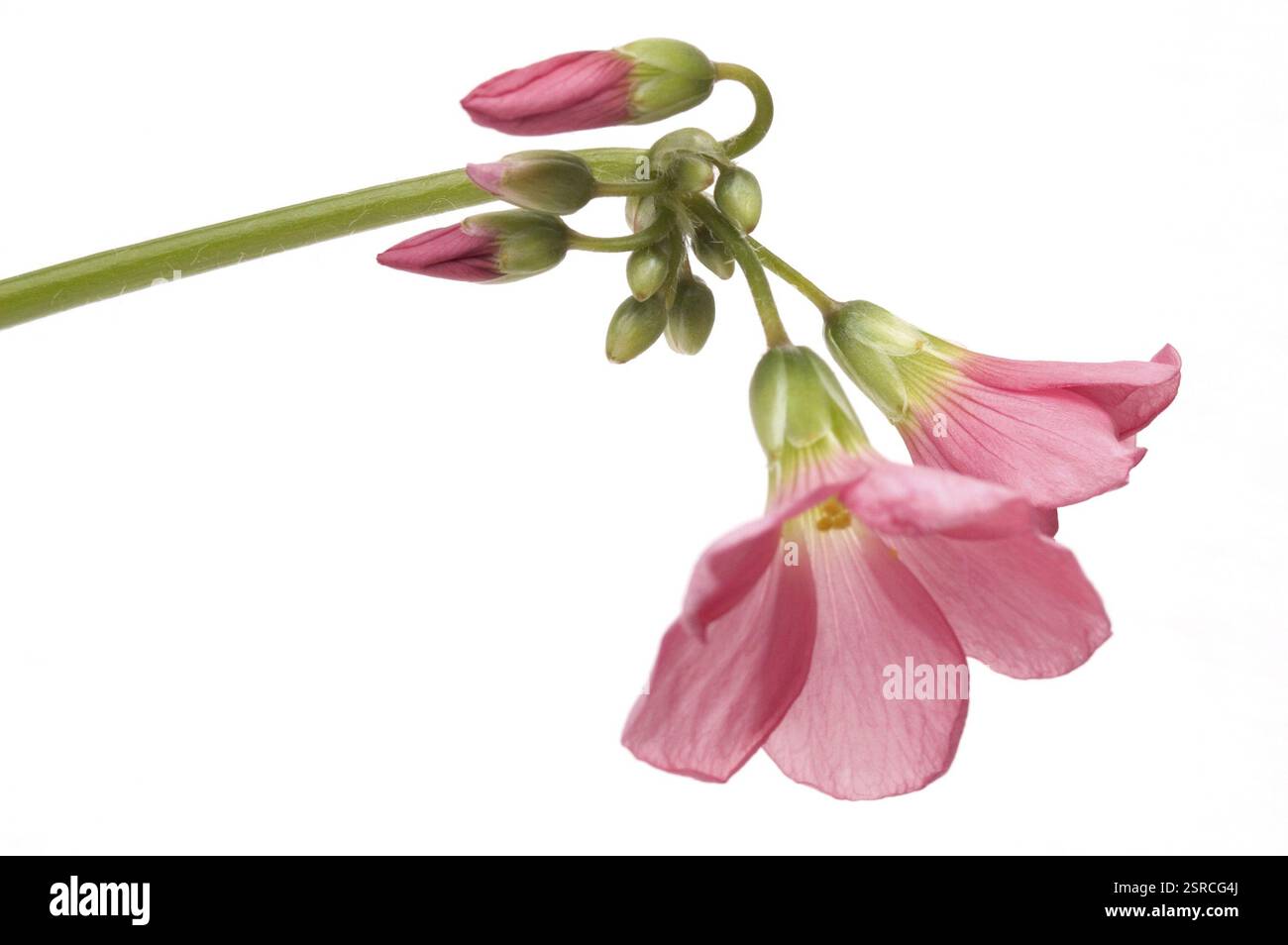 Trefoil flower Cut Out Stock Images & Pictures - Alamy