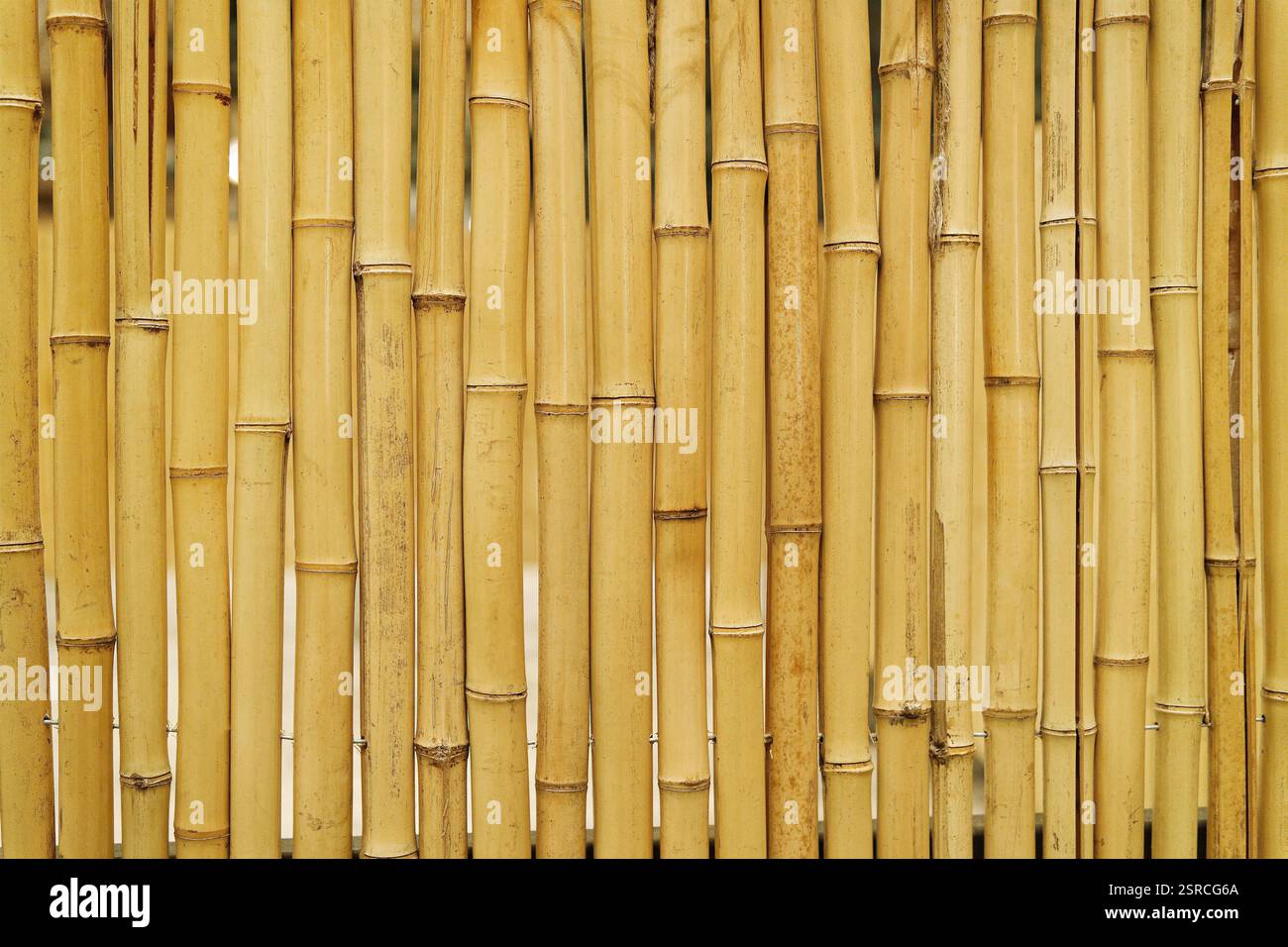 Dry yellow bamboo texture. Dried bamboo wall or fence as background ...
