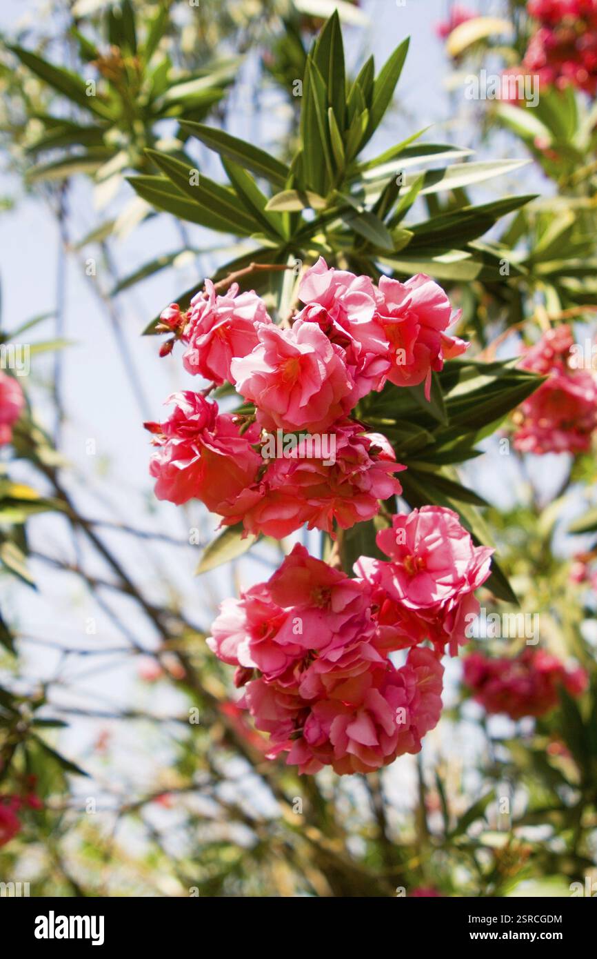 Flower oleander and kaner nerium indicum mill, India, Asia Stock Photo ...