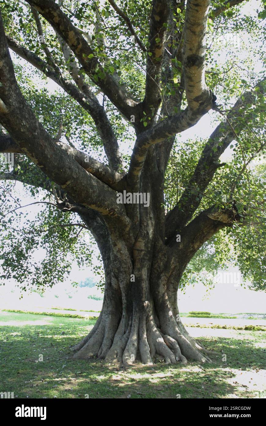 Tree trunk of pipal ficus religiosa at Nalanda, Bihar, India World ...