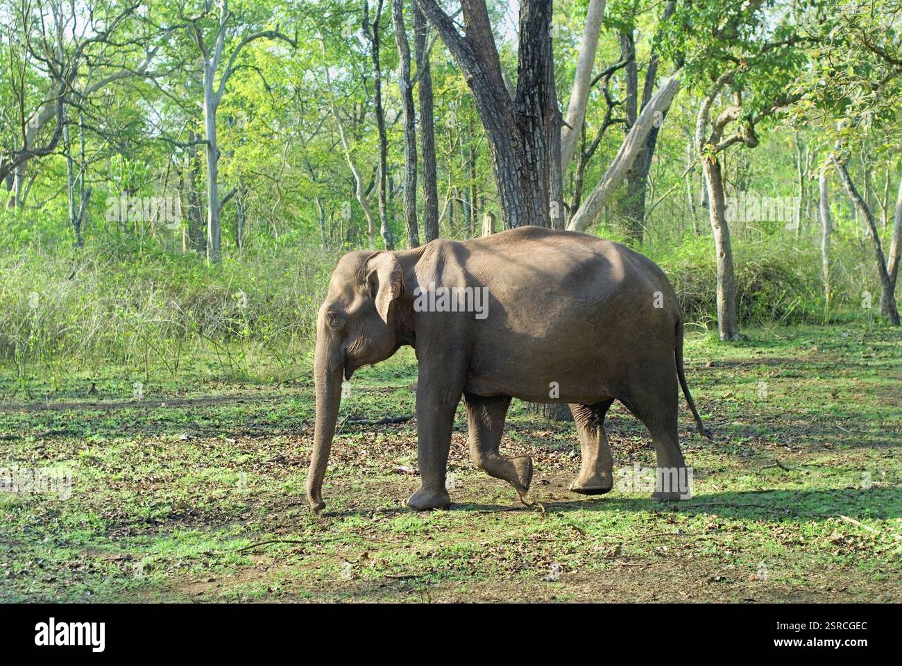 Cow elephant walking at Kabani jungles Karnataka India Asia Stock Photo ...