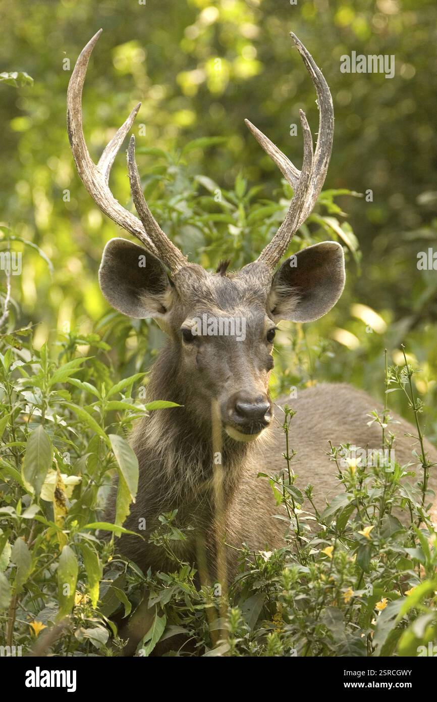 Sambar deer stag Cervus unicolor, Ranthambore tiger reserve, Rajasthan ...