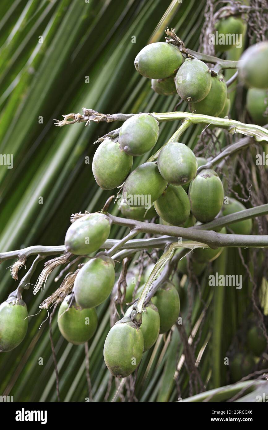 Raw green betel nut areca catechu on palm tree, Guwahati, Assam, India, Asia Stock Photo - Alamy