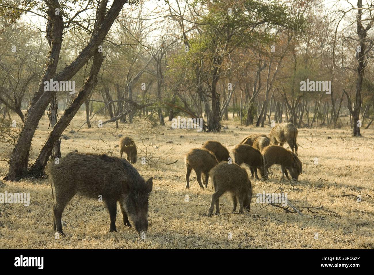Wild boars ranthambore national park hi-res stock photography and ...