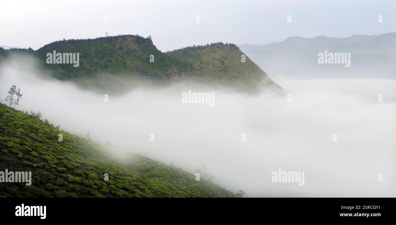 Rising mist over Kolukkumalai mountain, Western Ghats, Tamil Nadu ...