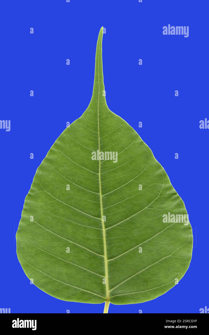 One pipal ficus religiosa leaf on blue background, Trivandrum, Kerala ...