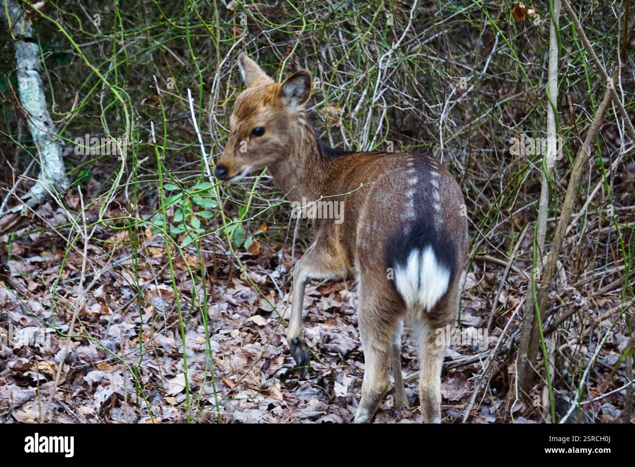 Close up of a shy young baby deer walking cautiously through the shrubs ...