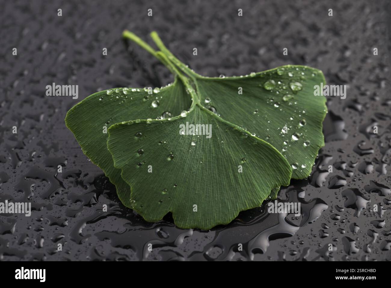 Branch ginkgo tree hi-res stock photography and images - Alamy