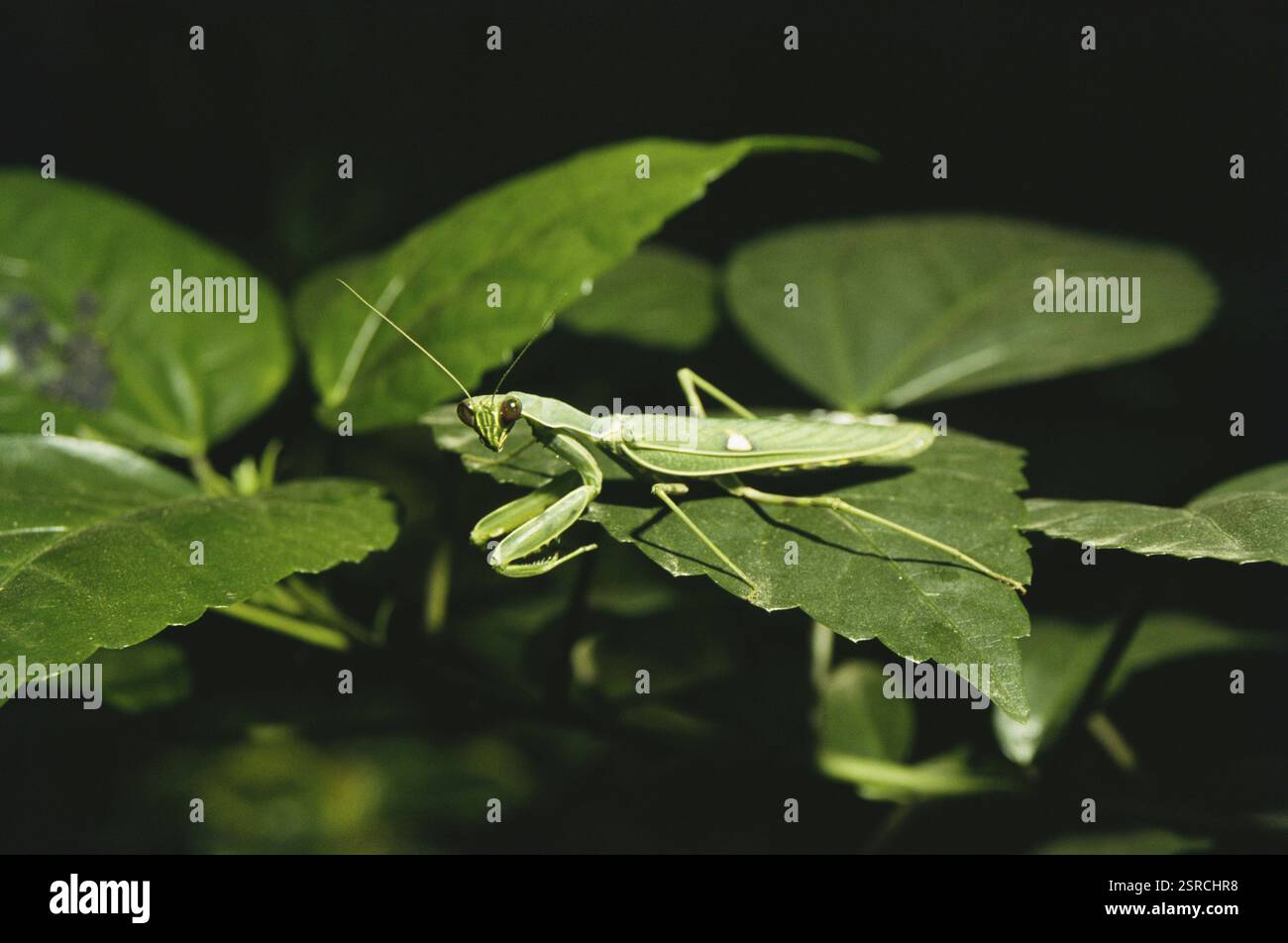 Legs leaf insect insects hi-res stock photography and images - Alamy