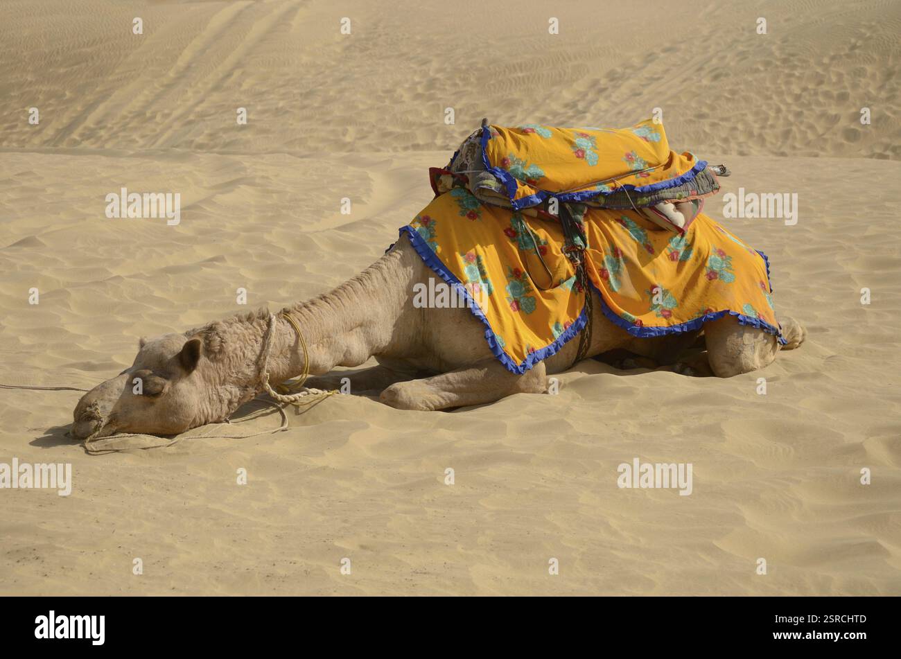 Camel sleeping hi-res stock photography and images - Alamy