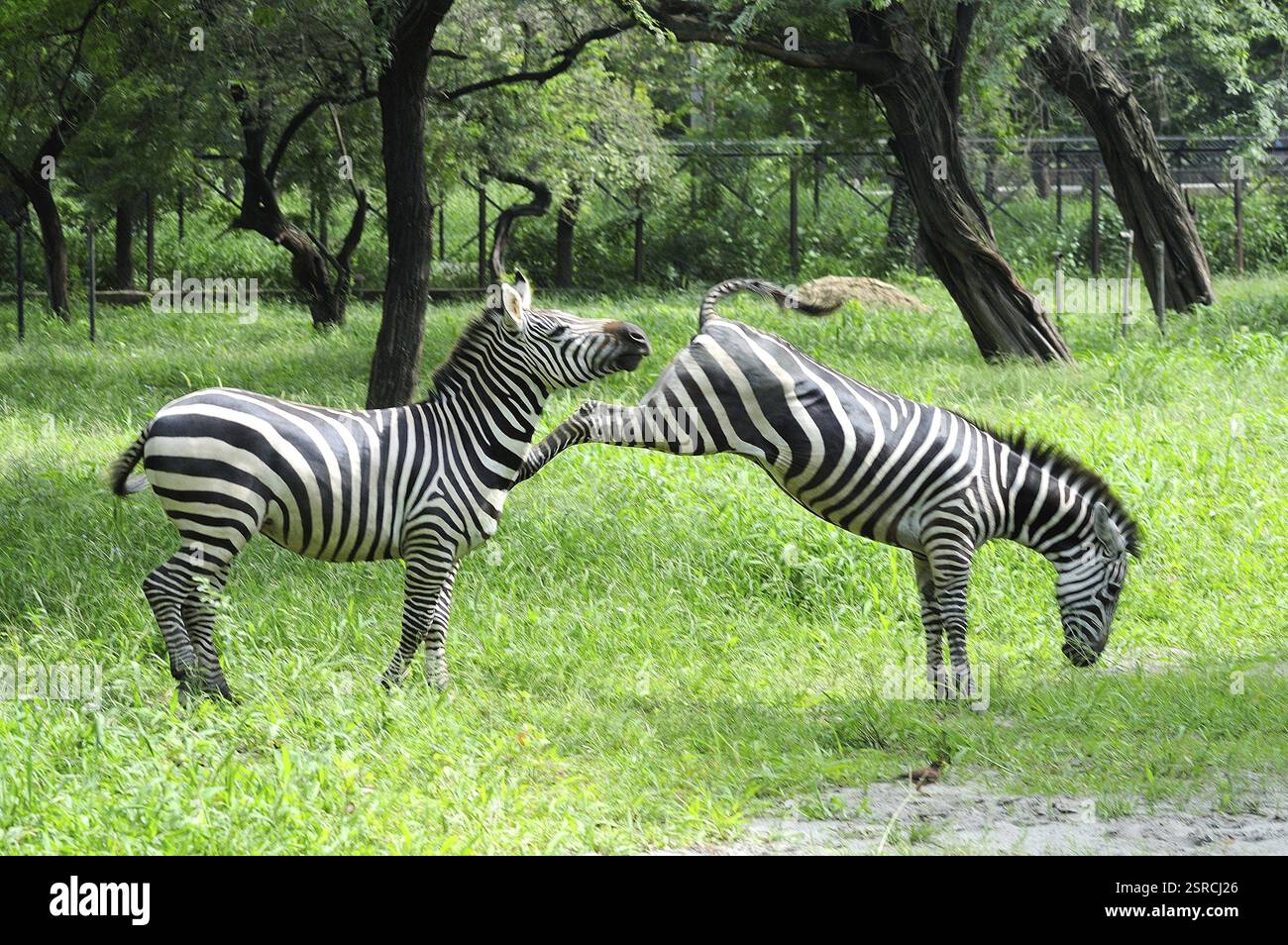 Zebra fighting in zoo, Delhi, India, Asia Stock Photo - Alamy