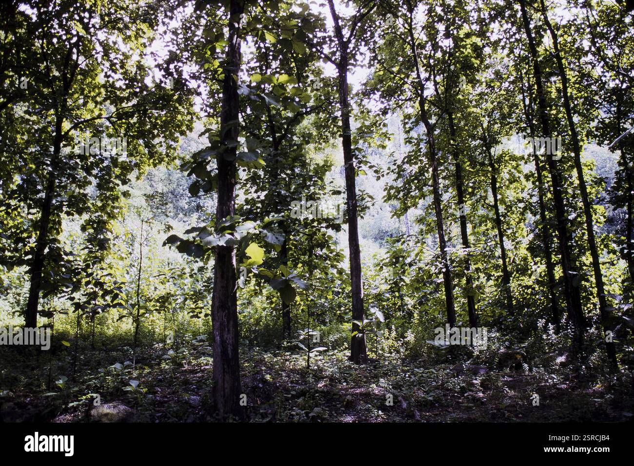 Teak forest india hi-res stock photography and images - Alamy