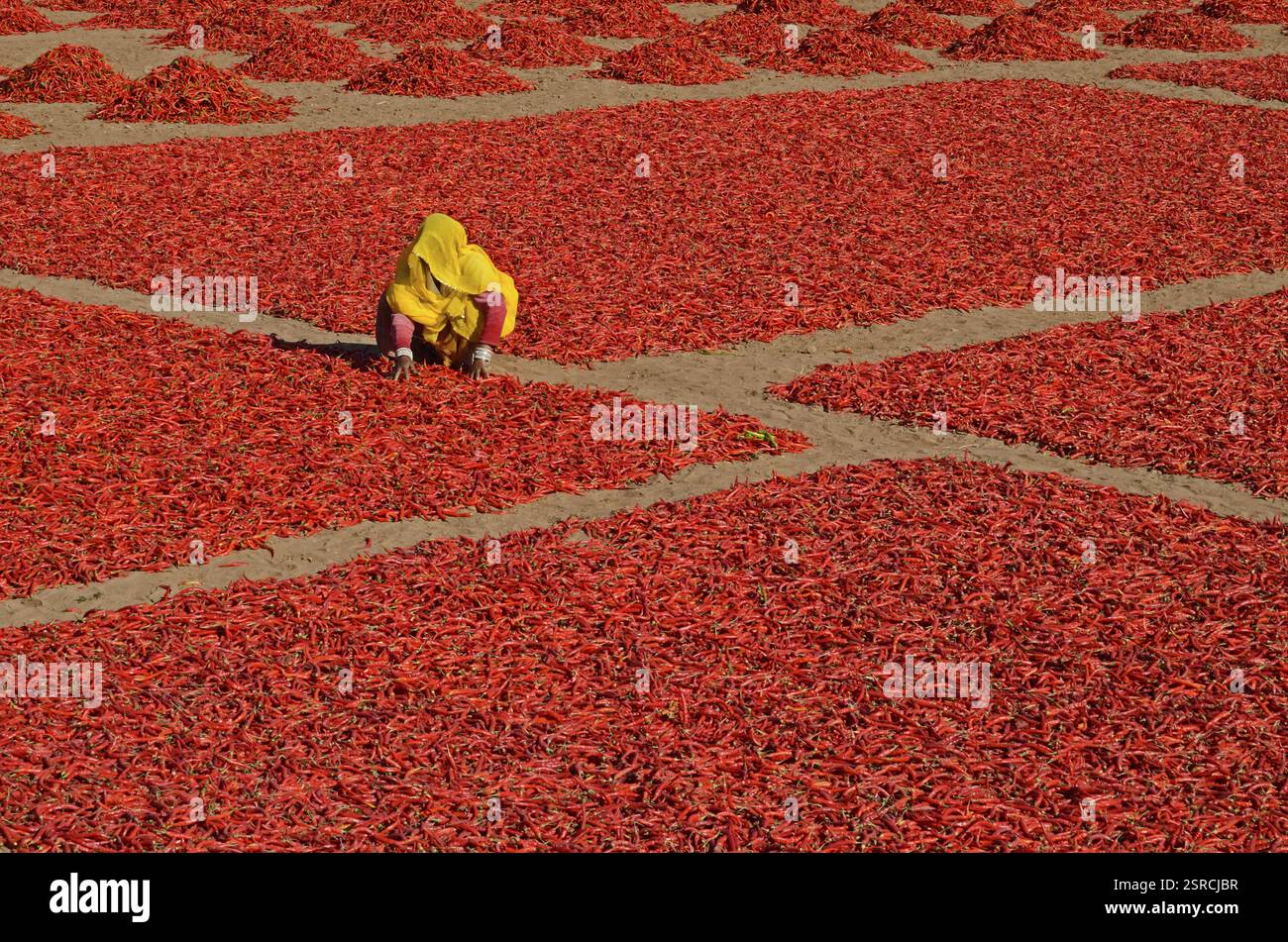 Woman working in Red chili field, Jodhpur, Mathania, Rajasthan, India ...