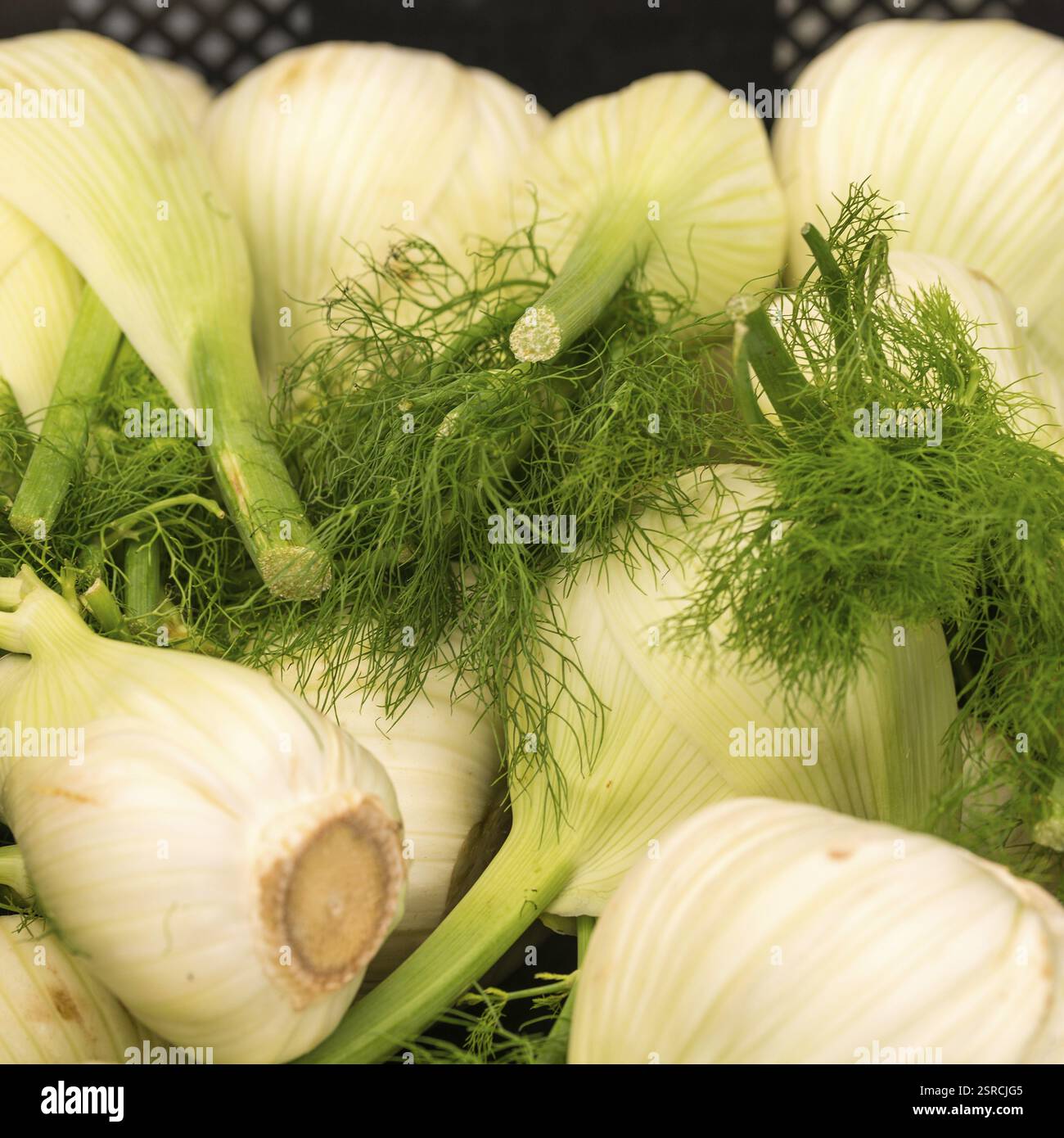 Fennel flower detail foeniculum hi-res stock photography and images - Alamy