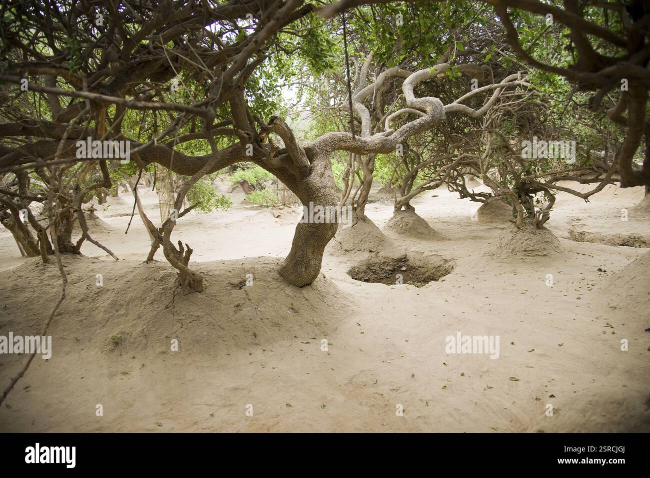 Nidhivan, vrindavan, uttar pradesh, india, asia Stock Photo - Alamy