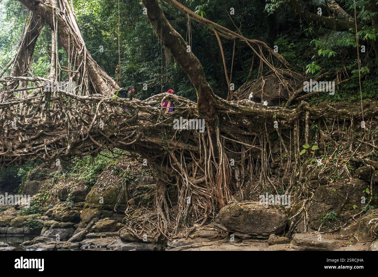 Living root bridge Mawlynnong, Meghalaya, India, Asia Stock Photo - Alamy