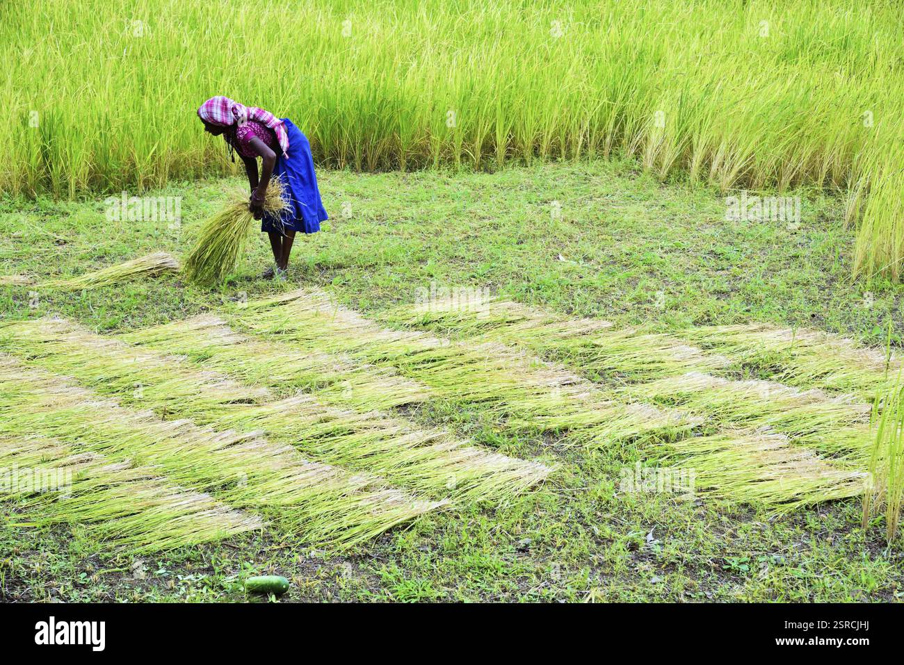 People work in rice fields hi-res stock photography and images - Alamy