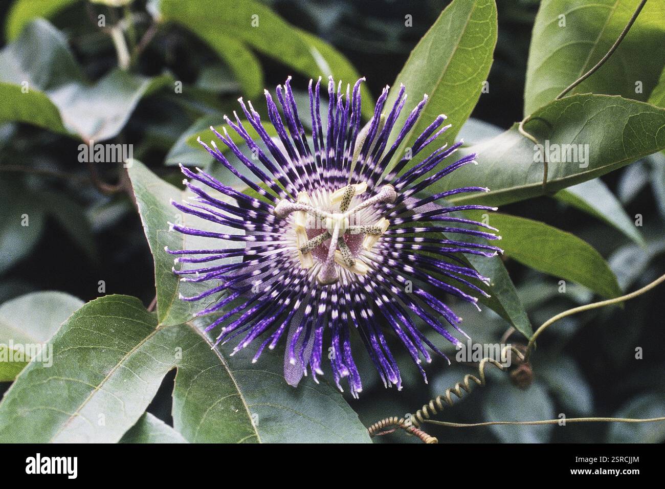 View of Krishna kamal, Ghodegaon, Thane, Maharashtra, India, Asia Stock ...