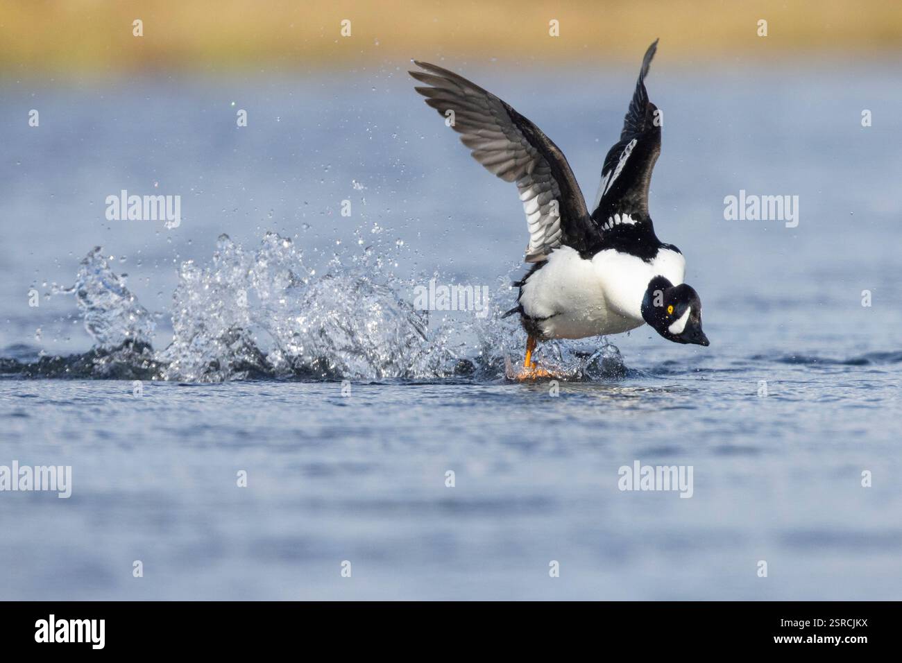 Barrow's Goldeneye (Bucephala islandica), adult male running on the ...