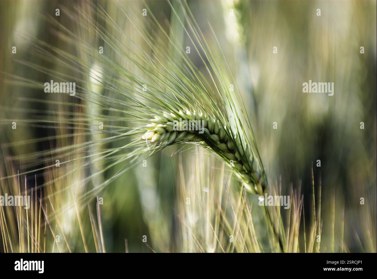 Wheat crop near Amritsar, Punjab, India, Asia Stock Photo - Alamy