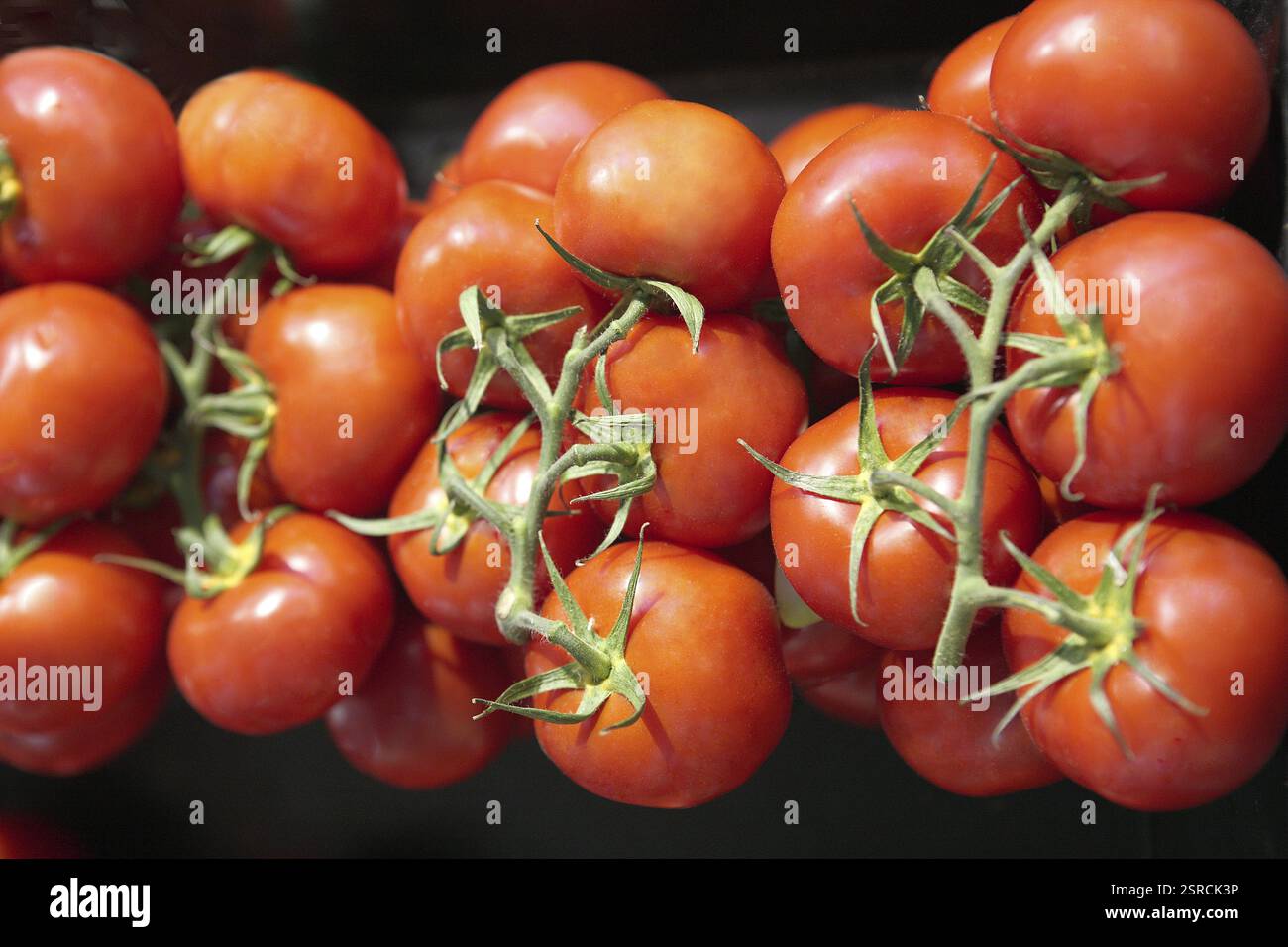 Vegetables of tomato India Stock Photo - Alamy