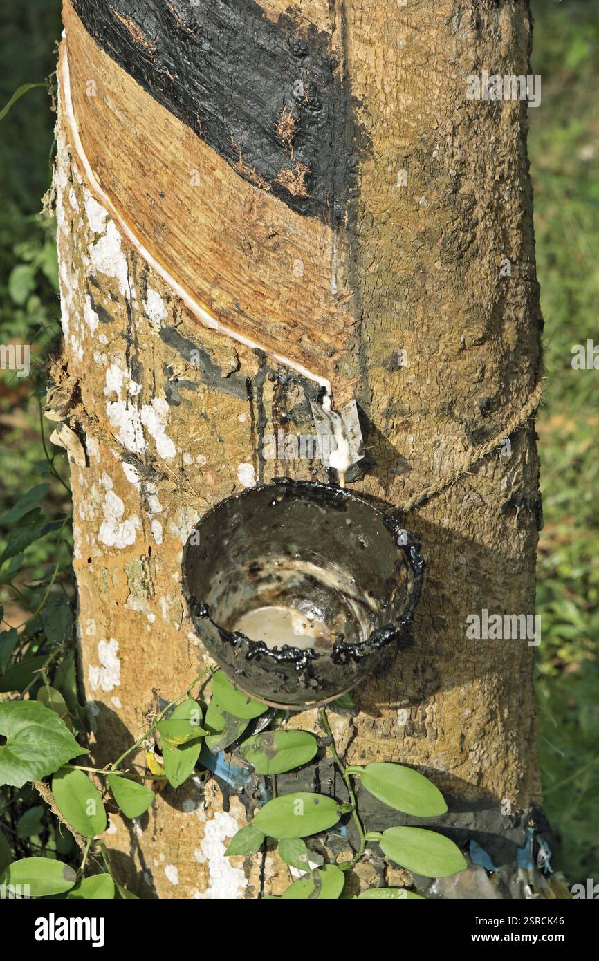 Raw rubber ficus elastica collected from rubber plant, Kottayam, Kerala ...