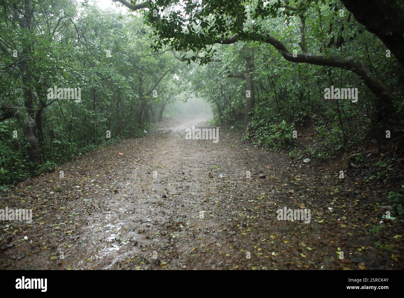 Monsoon, path between forest, Mahabaleshwar Mahabaleshwar, Maharashtra ...