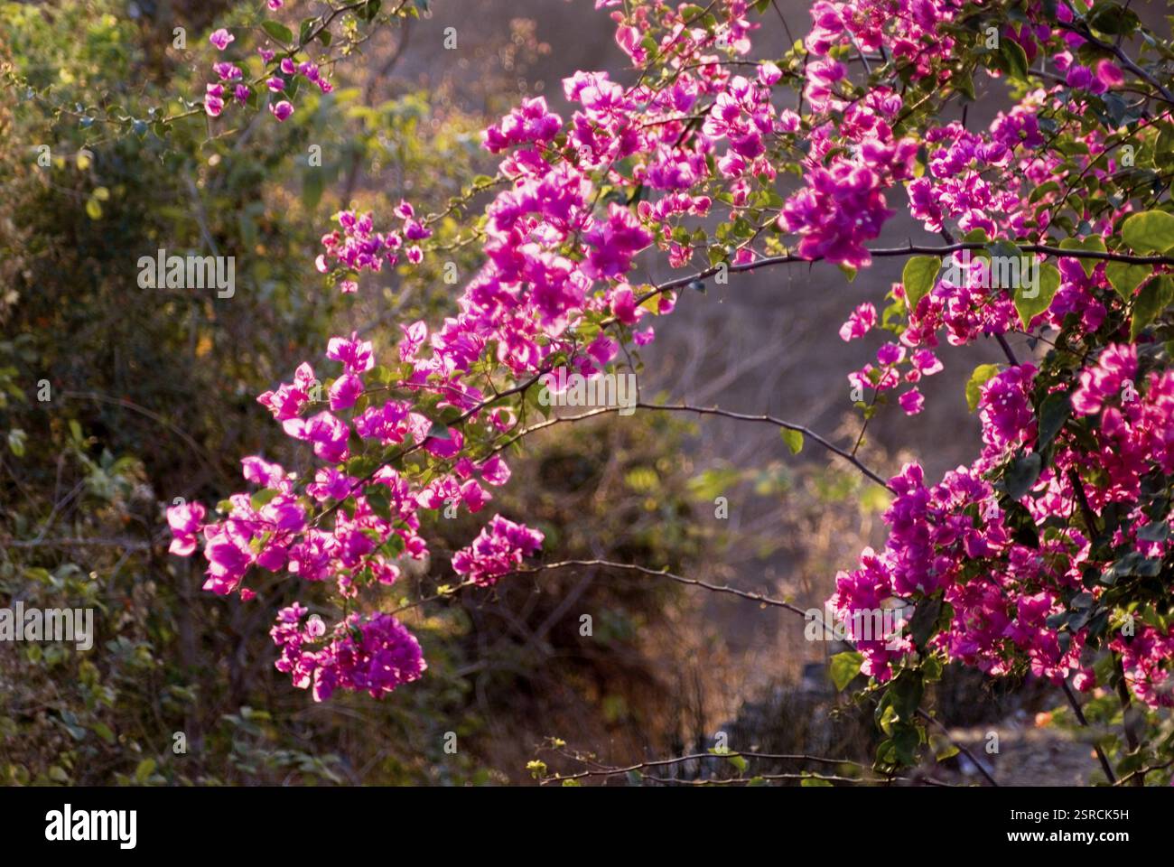 Flowers of bogan well Stock Photo - Alamy