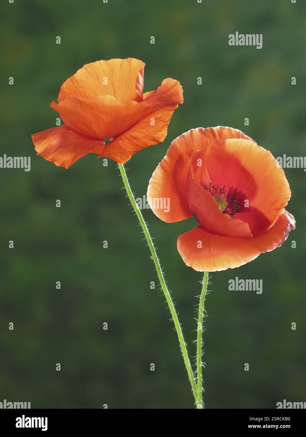 Flower pair of orange poppy in green background, Jodhpur, Rajasthan ...