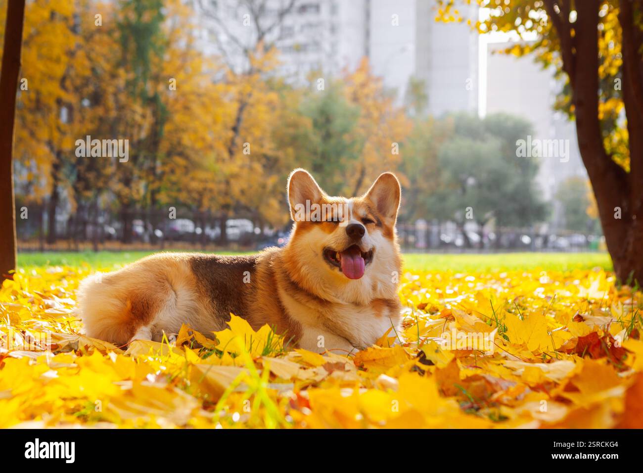 Autumn city landscape with corgi. The dog lies on the foliage in the ...