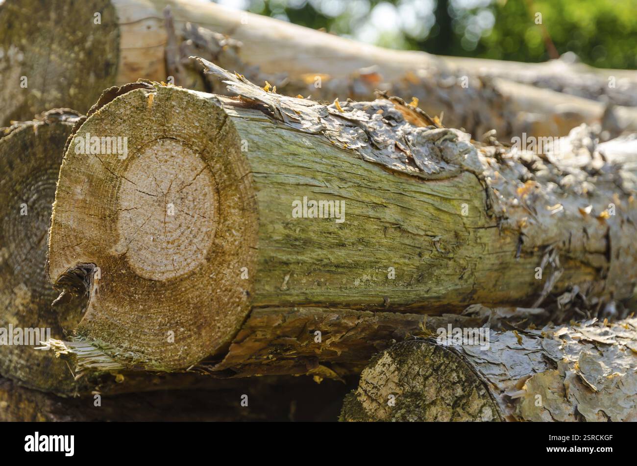 Saw round timber Stock Photo - Alamy