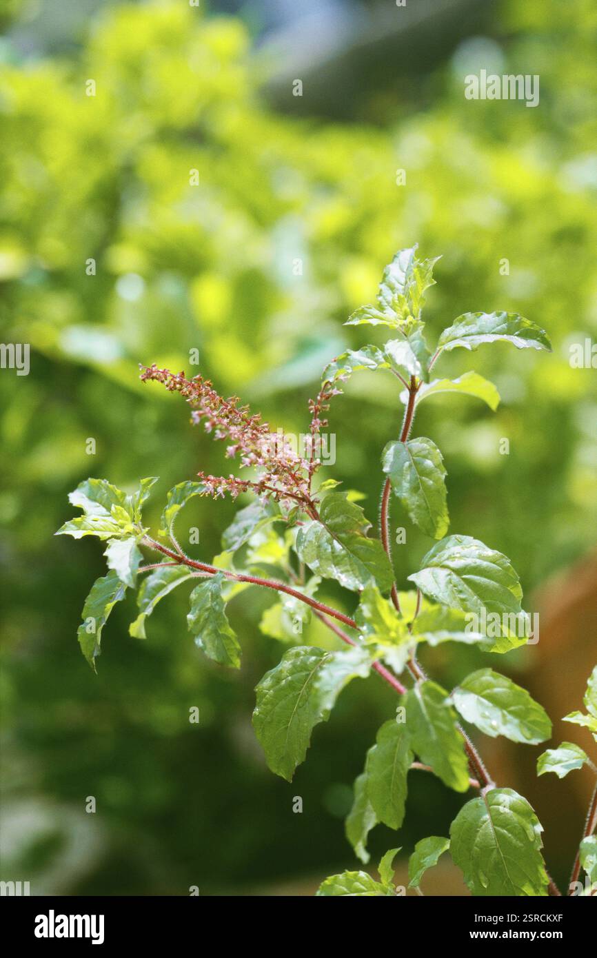 Ocimum sanctum holy basil hi-res stock photography and images - Alamy