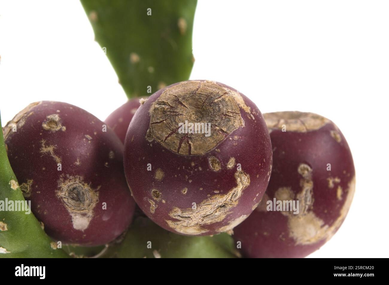 Prickly pear cactus (Opuntia ficus-indica) with red fruits Stock Photo ...