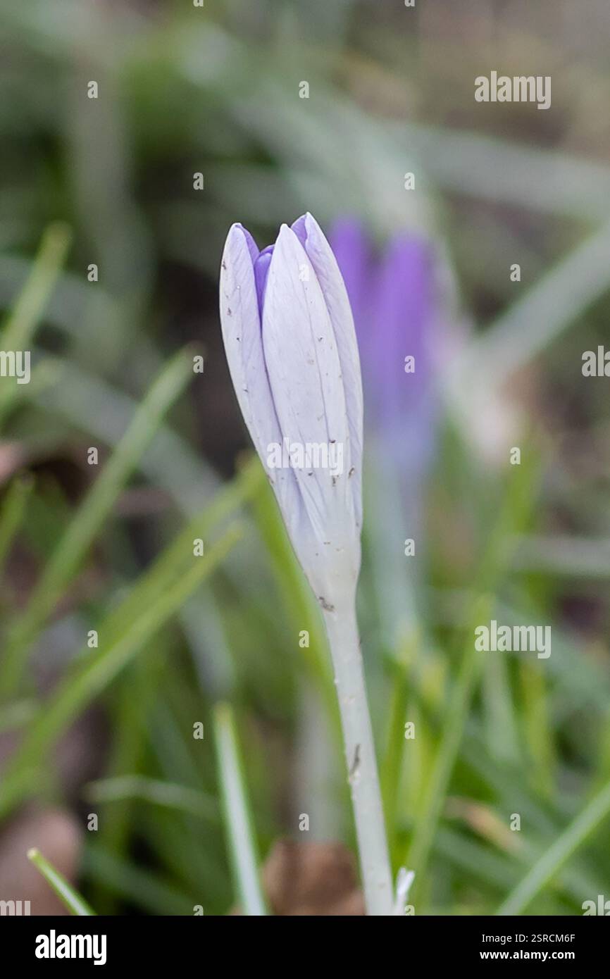 Beautiful gentle crocus flower hi-res stock photography and images - Alamy