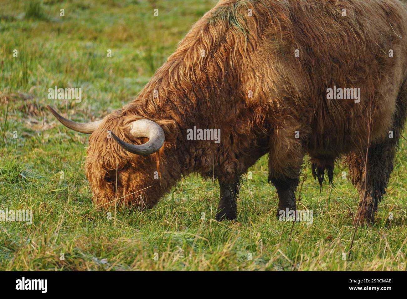 Highland cow eating on a green meadow, her brown fur is thick and curly ...