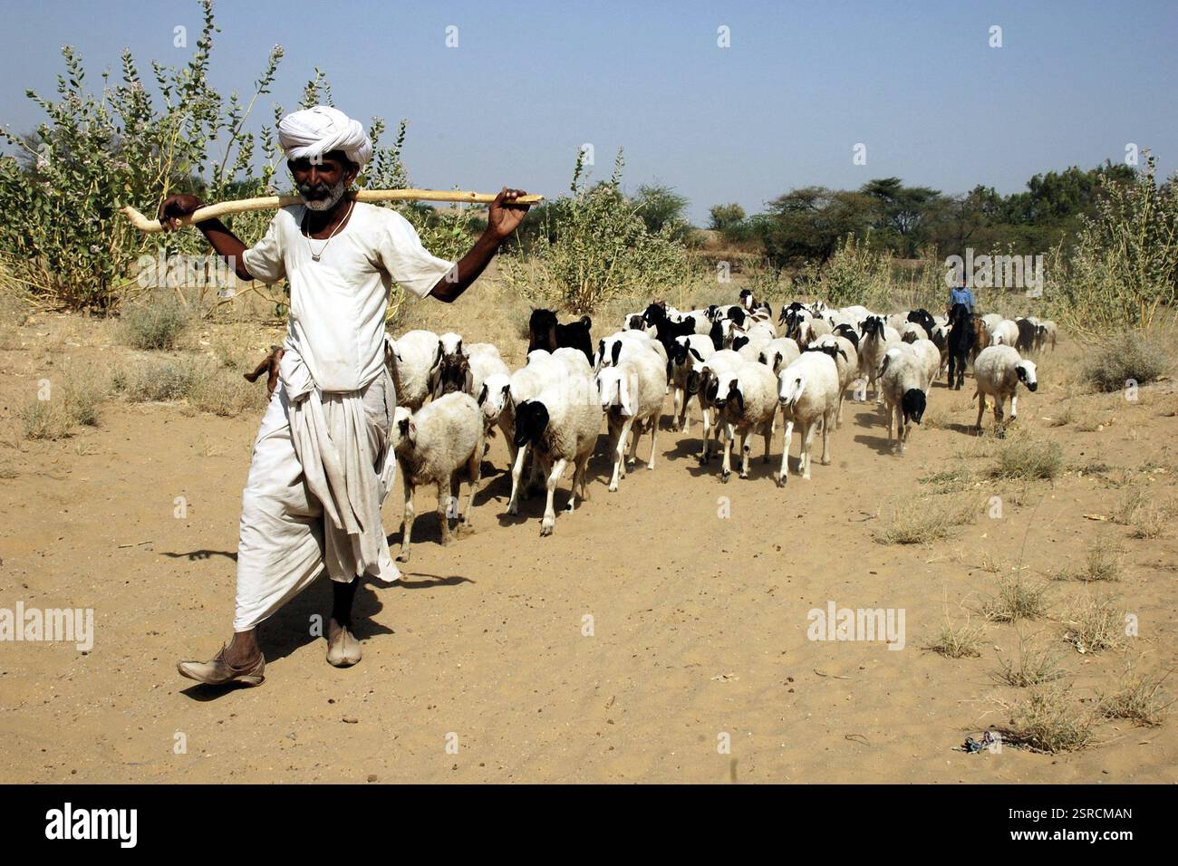 A man bringing sheep into jungle, Tilwada, Balotara, Barmer, India ...
