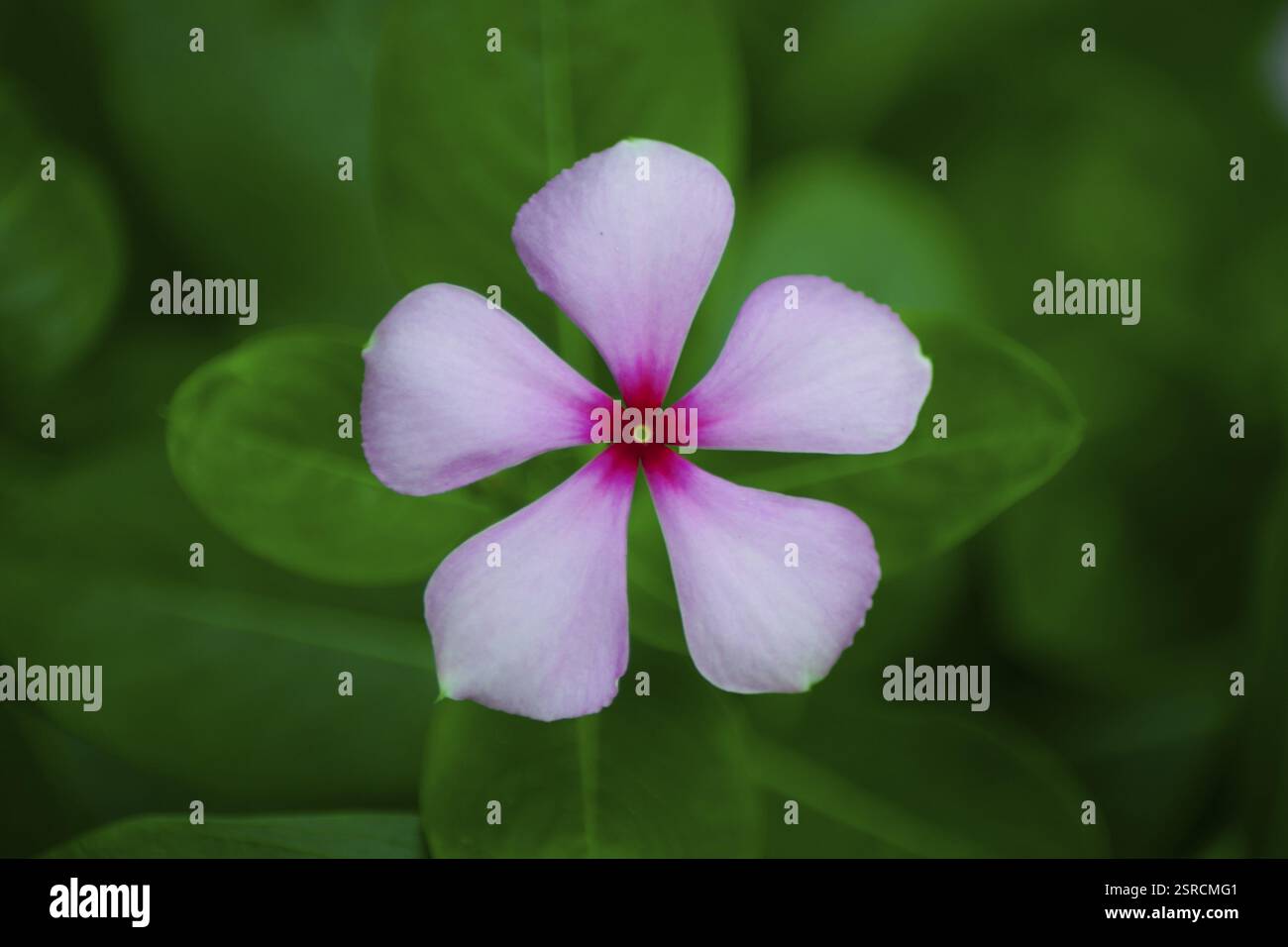 Vinca rosea flower, India, Asia Stock Photo - Alamy