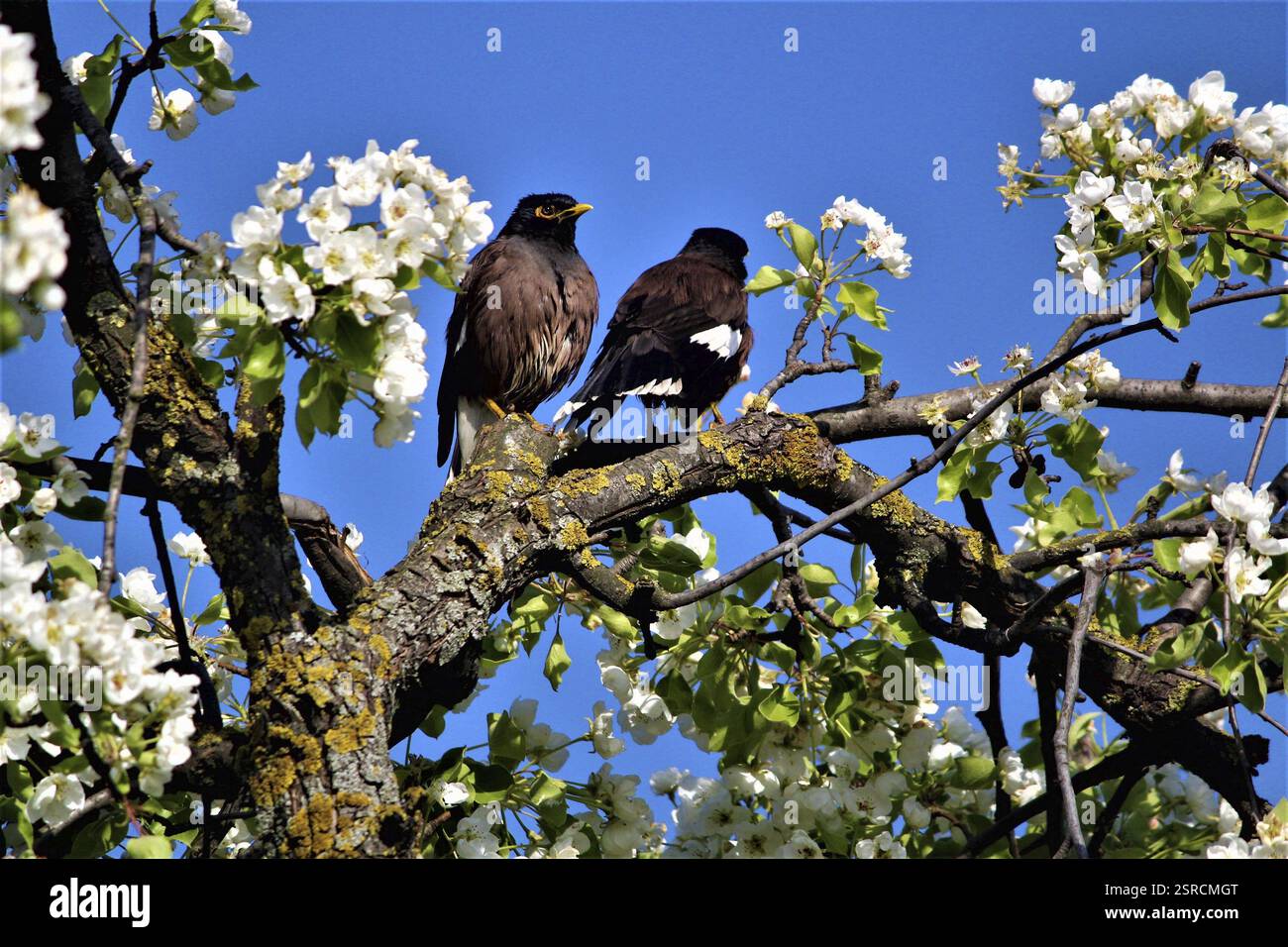 Birds in kashmir hi-res stock photography and images - Alamy