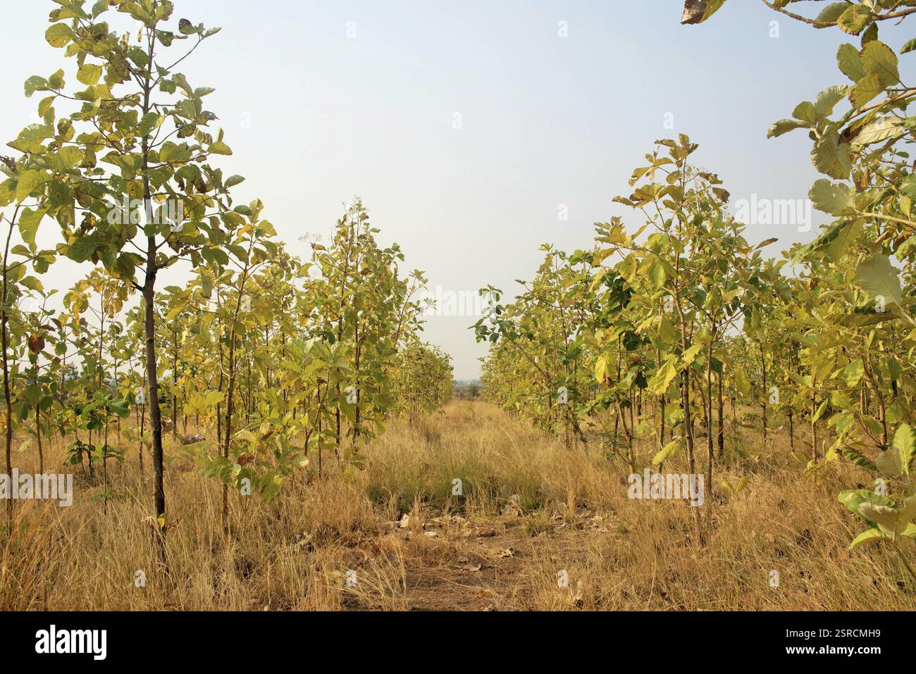 Teak tree at Agri, Pune, Maharashtra, India, Asia Stock Photo - Alamy