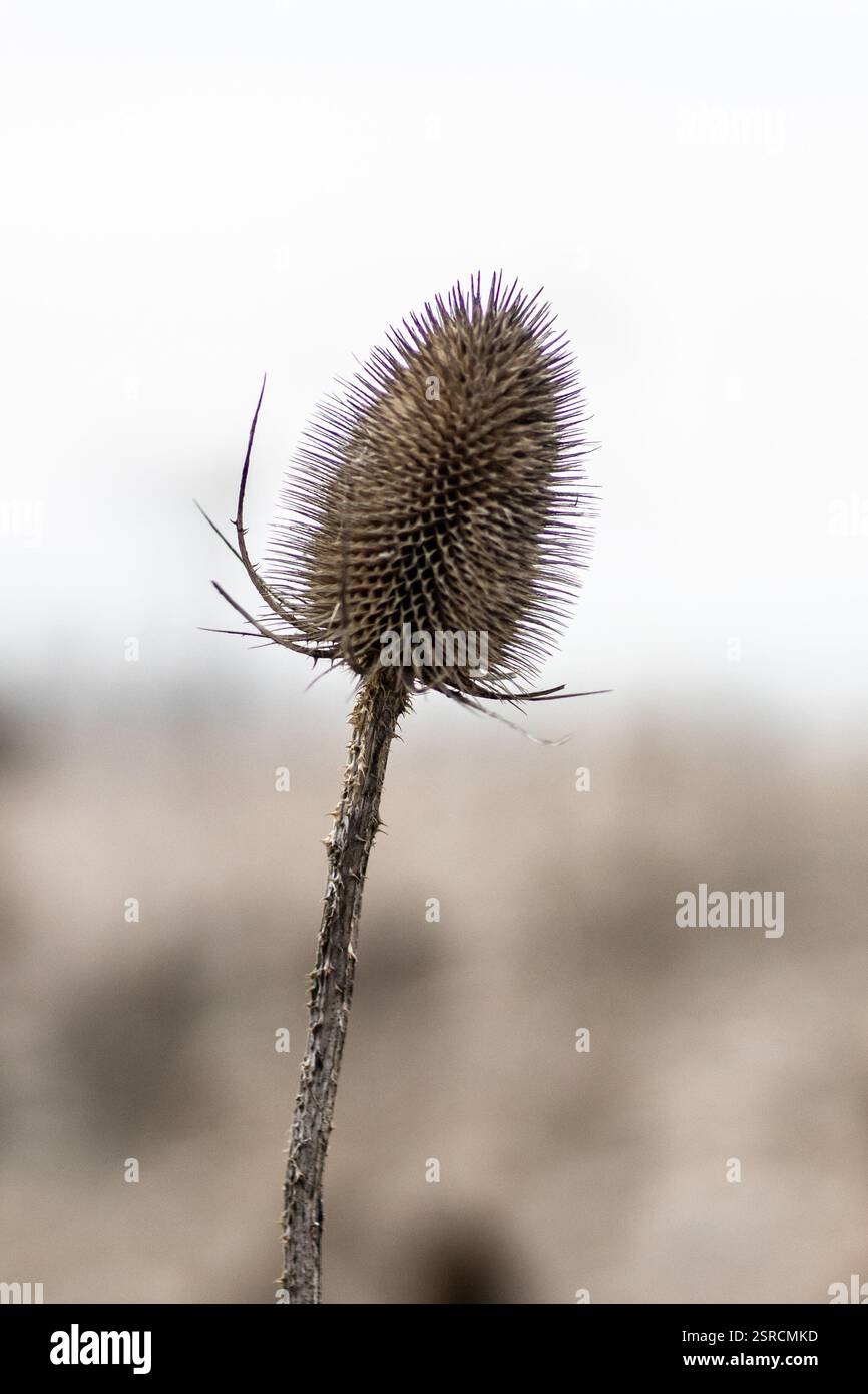 Close up dead thistle hi-res stock photography and images - Alamy