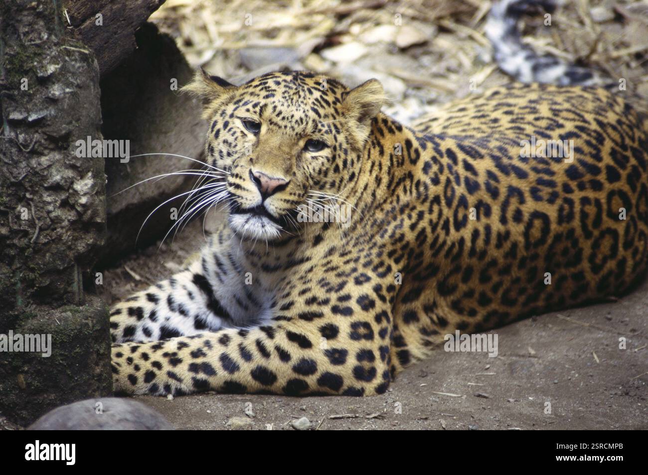 Leopard panther panthera pardalis resting, Darjeeling zoo, West Bengal ...